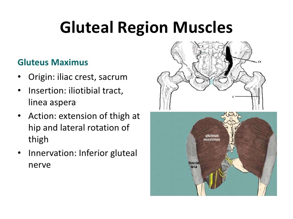 Anatomy The Lower Limb Gluteal Region And Posterior T