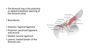 LOWER LIMB 4-02-23.pptx
