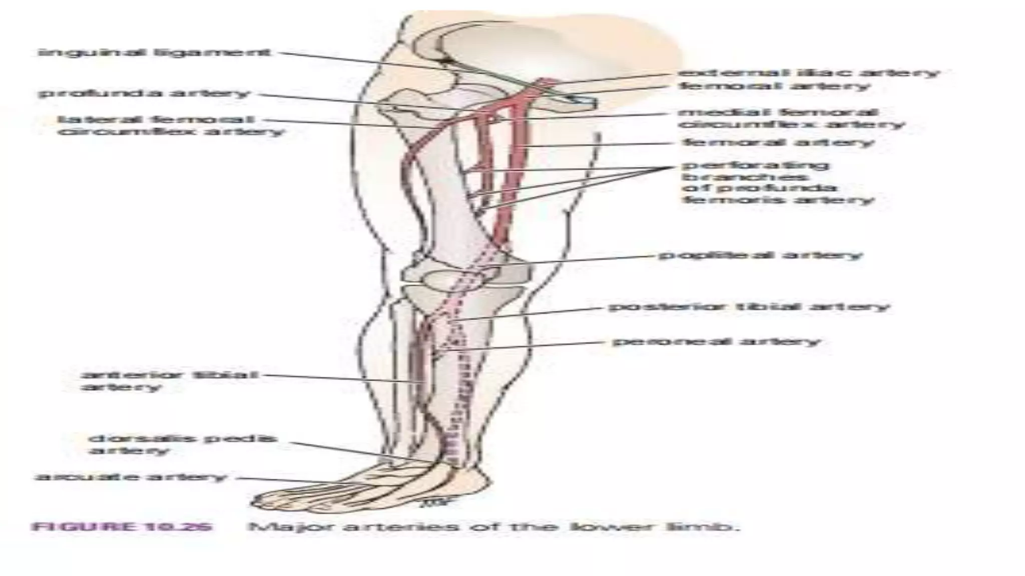 Lower limb 7_101921.pptx
