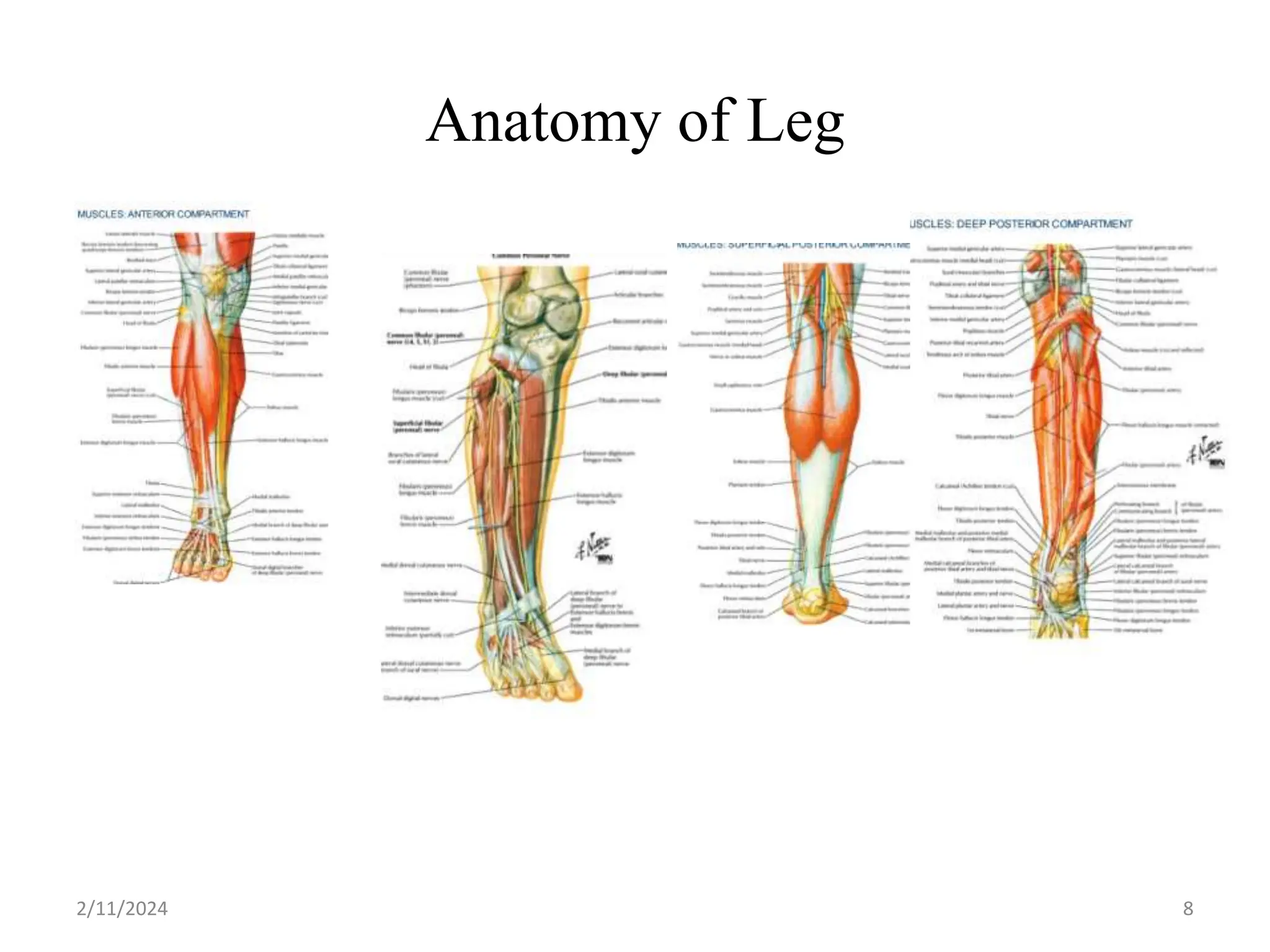 Lower limb Amputation.pptx