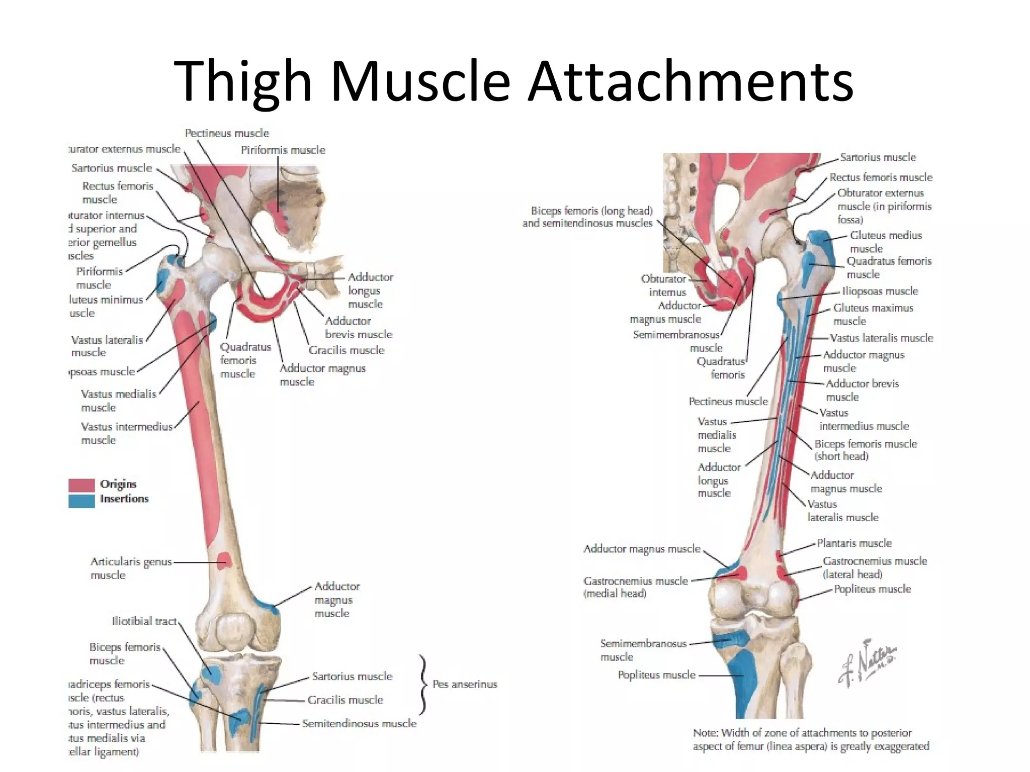 Lower limb anatomy (hip and thigh) | PPT