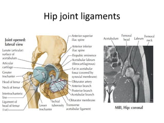 Lower limb anatomy (hip and thigh) | PPT