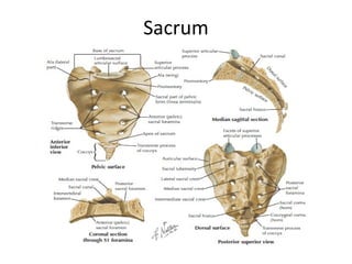 Lower limb anatomy (hip and thigh) | PPT