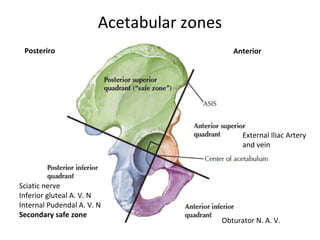 Lower limb anatomy (hip and thigh) | PPT