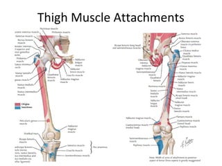 Femur Muscle Attachments