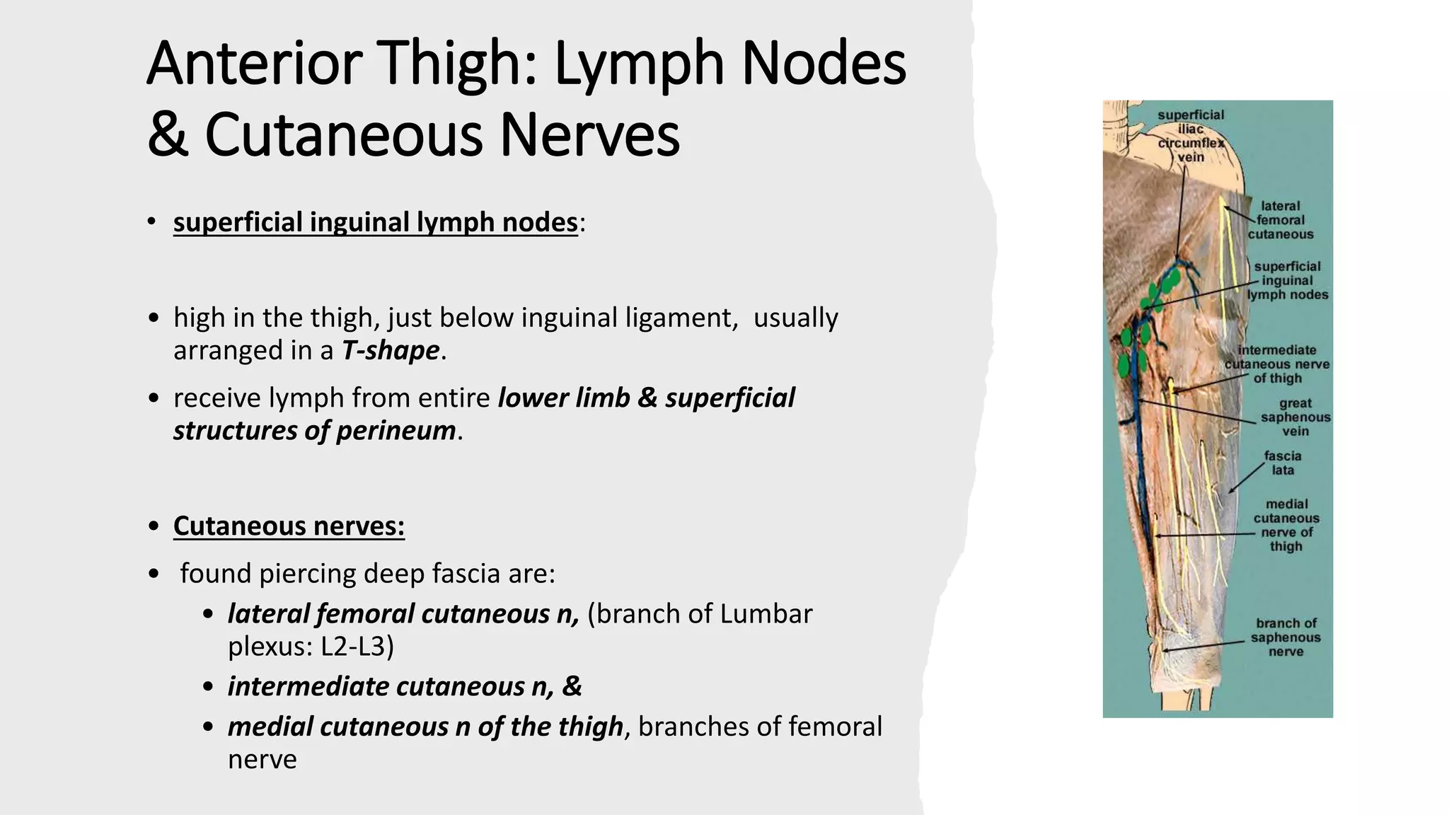 Lower limb anatomy.pptx