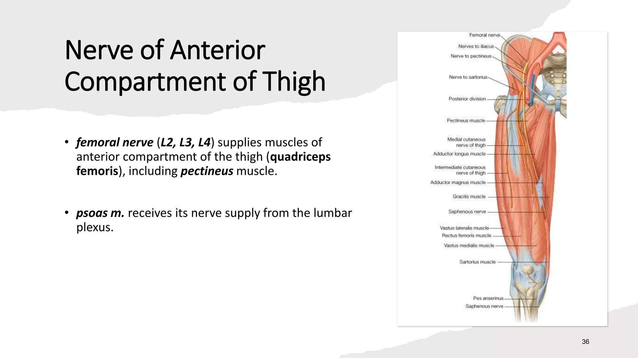 Lower limb anatomy.pptx