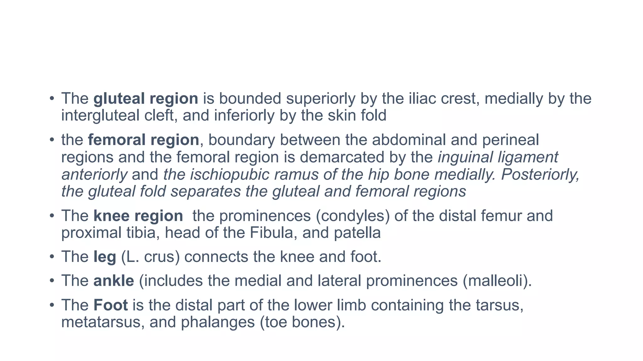 Lower limb anatomy.pptx