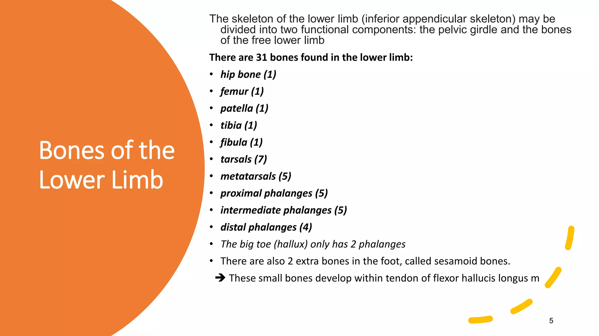 Lower limb anatomy.pptx