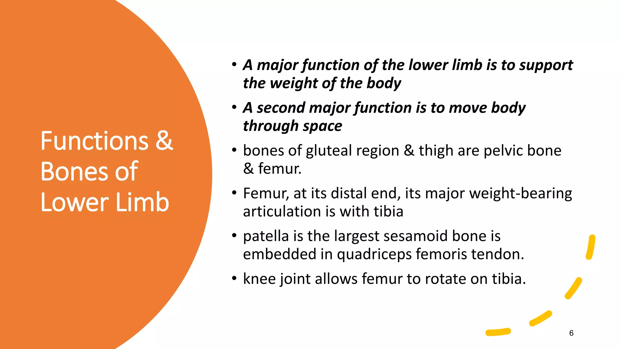 Lower limb anatomy.pptx