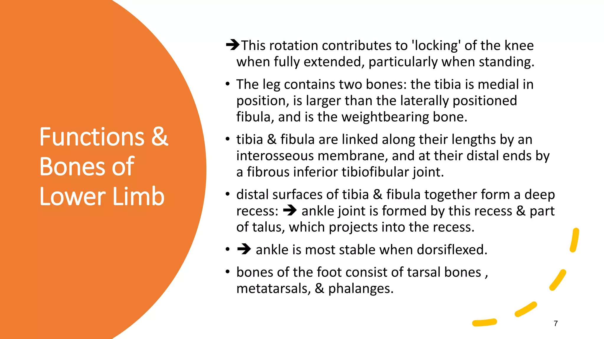 Lower limb anatomy.pptx