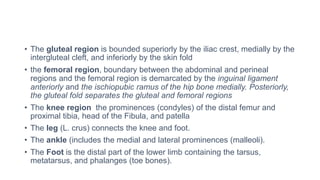 Lower limb anatomy.pptx