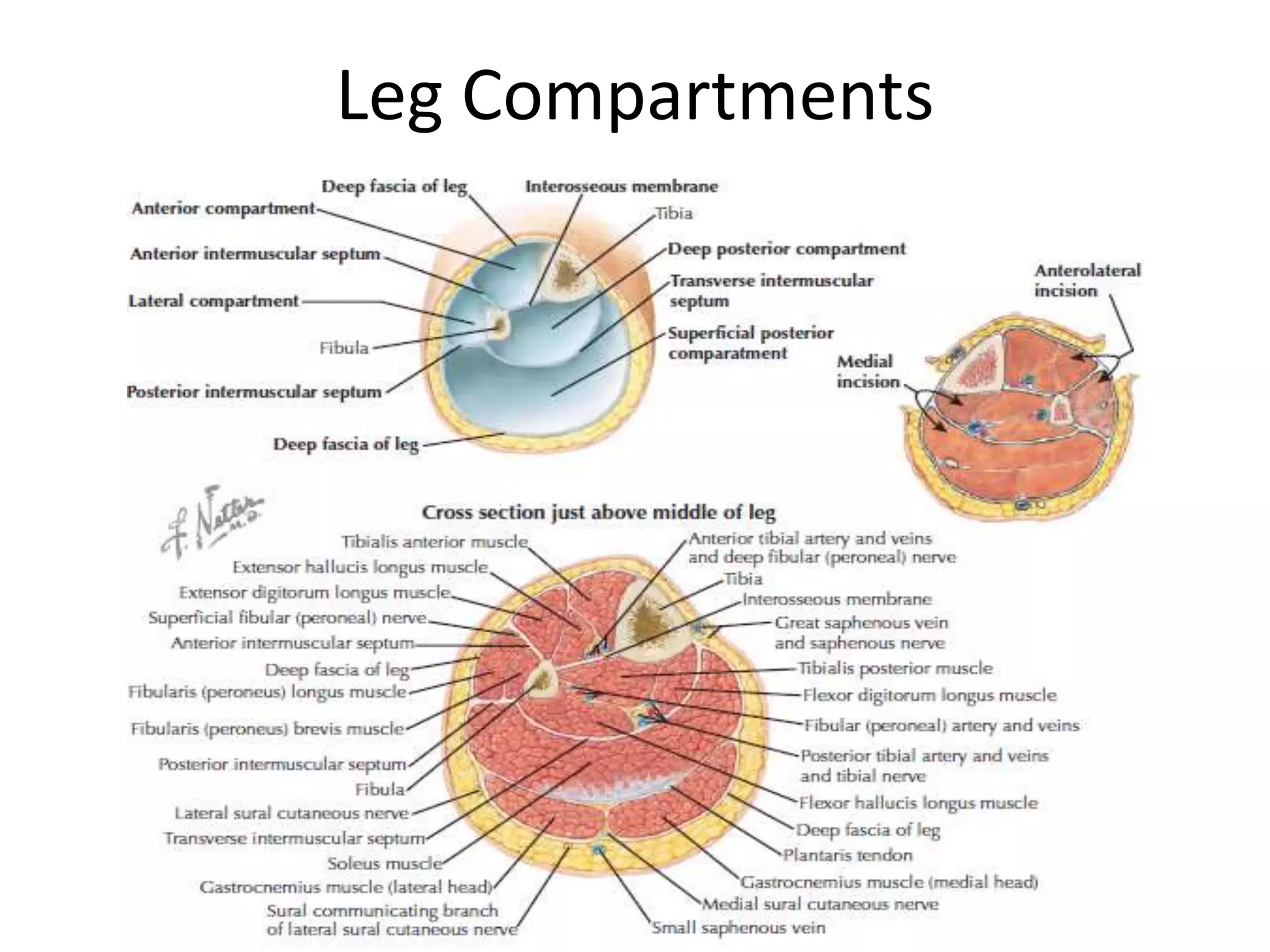 Lower limb anatomylect 2 | PPTX
