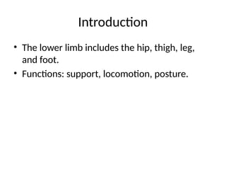 Lower_Limb_Anatomy_Preseghrtezsntation.pptx