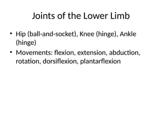 Lower_Limb_Anatomy_Preseghrtezsntation.pptx