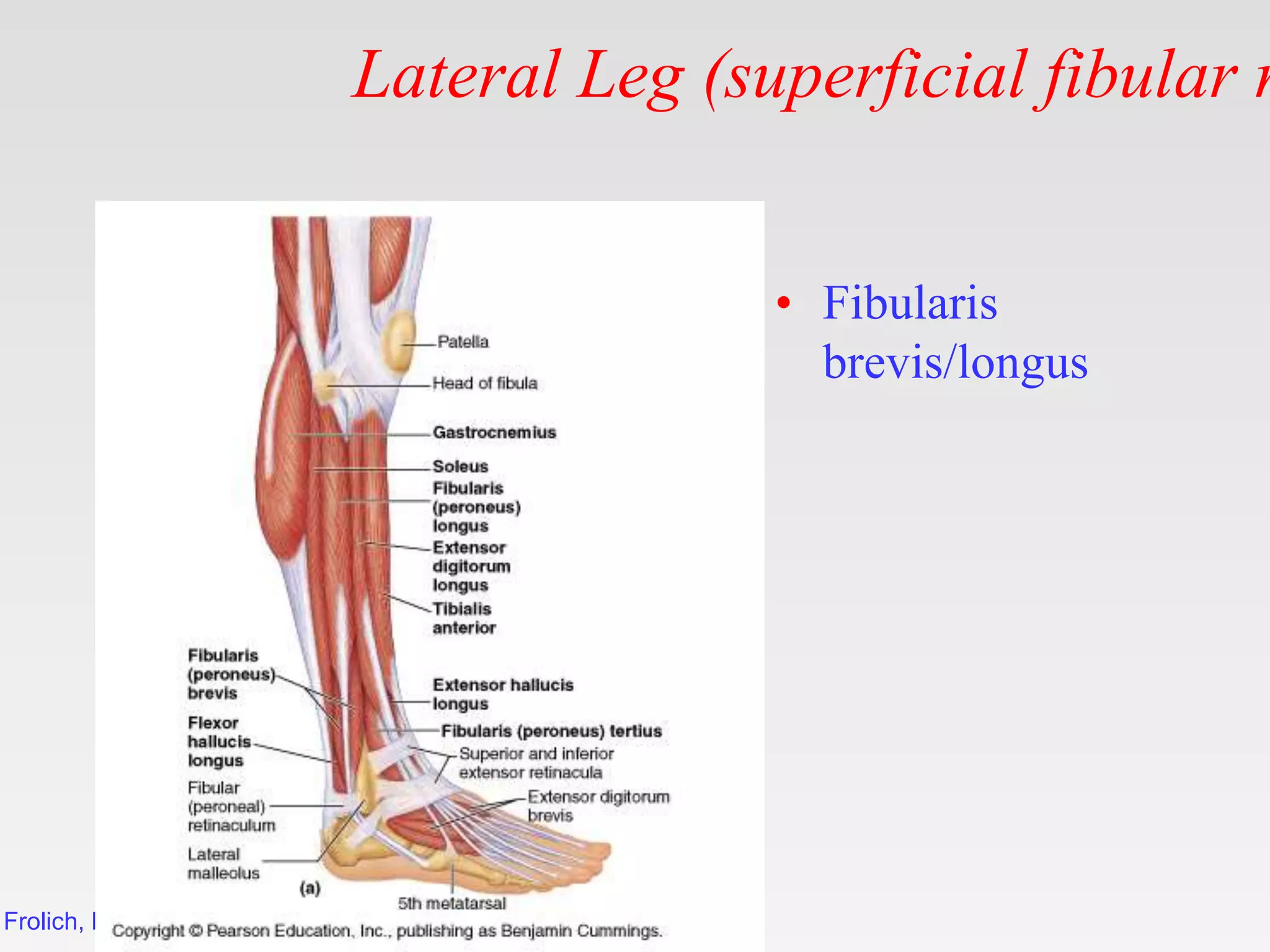 lowerlimb anatomy slideshare.pptx