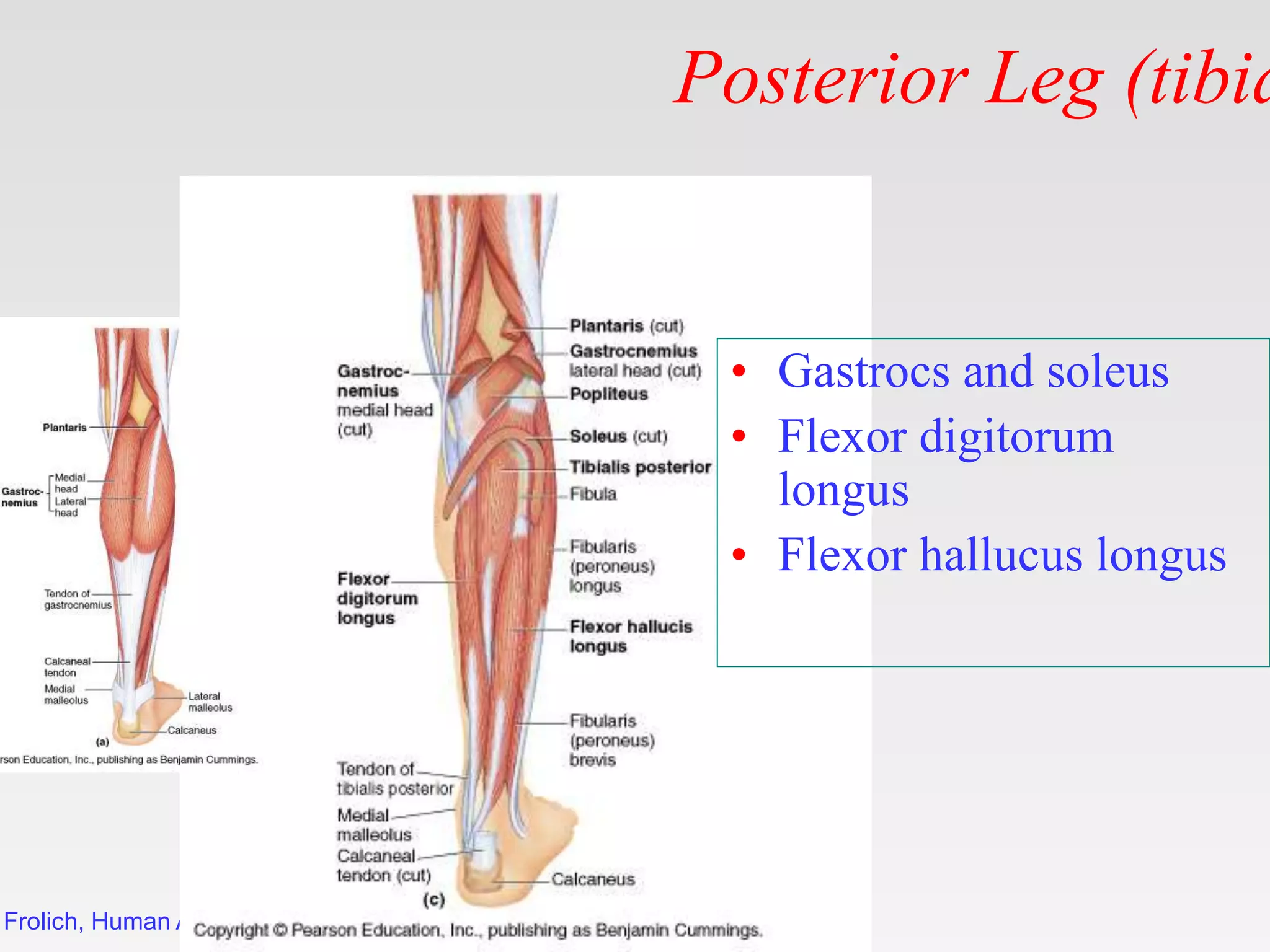 lowerlimb anatomy slideshare.pptx