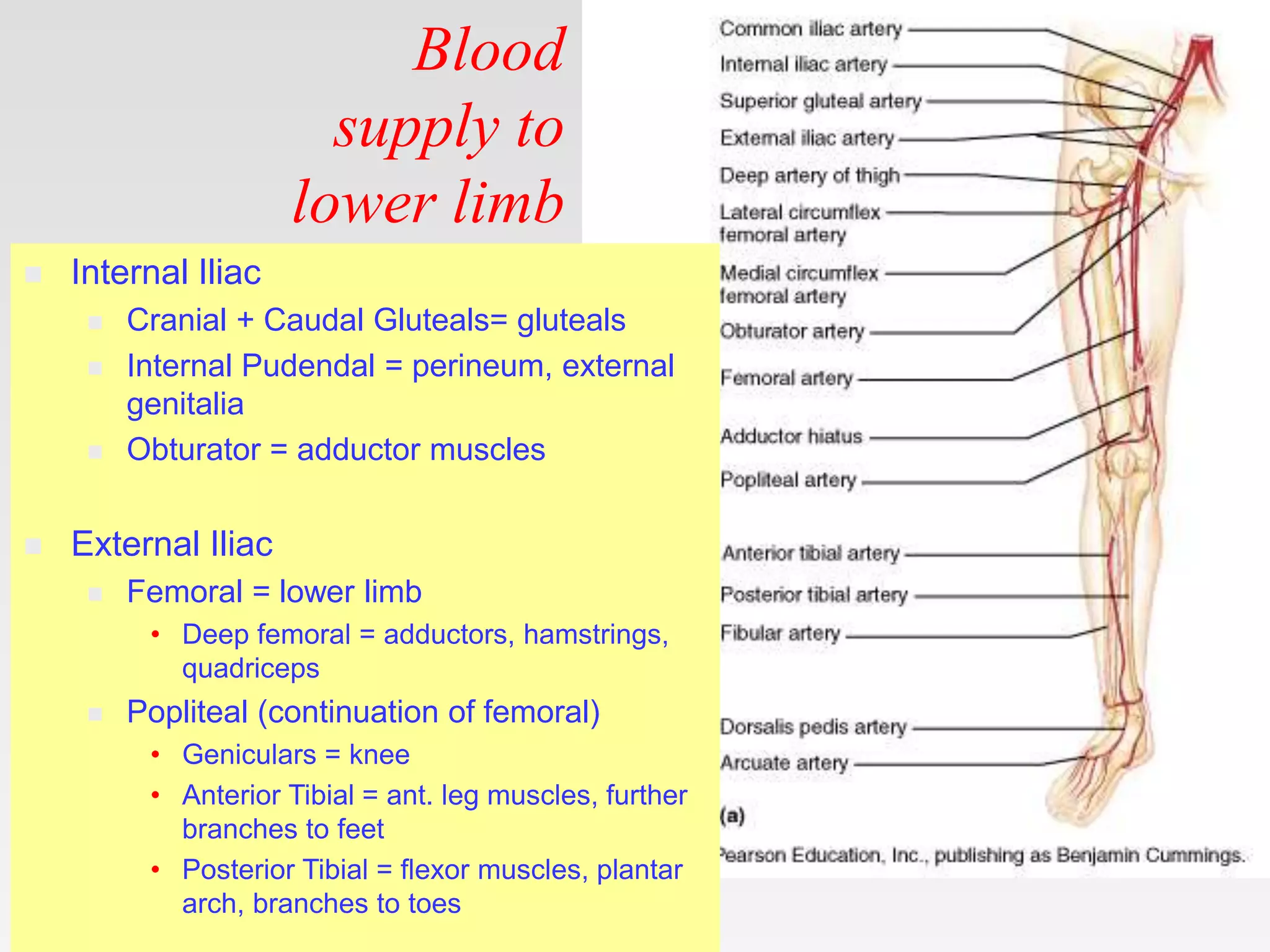 lowerlimb anatomy slideshare.pptx