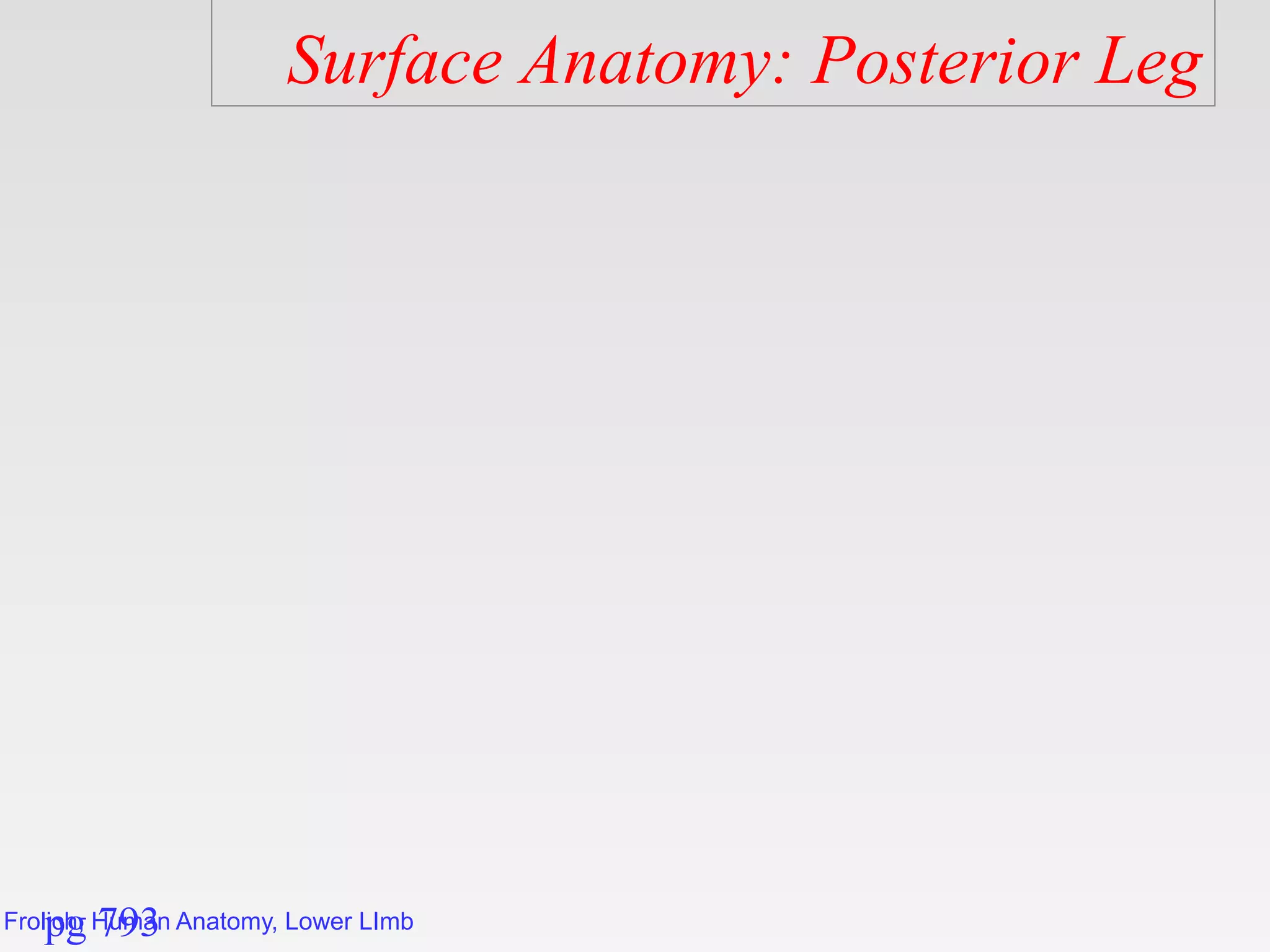 lowerlimb anatomy slideshare.pptx