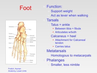 lowerlimb anatomy slideshare.pptx