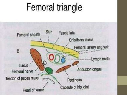 Lower limb and femoral triangle.pptx