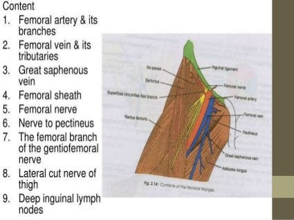 Lower limb and femoral triangle.pptx