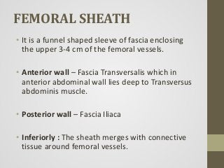 Lower limb and femoral triangle.pptx
