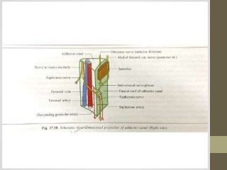 Lower limb and femoral triangle.pptx