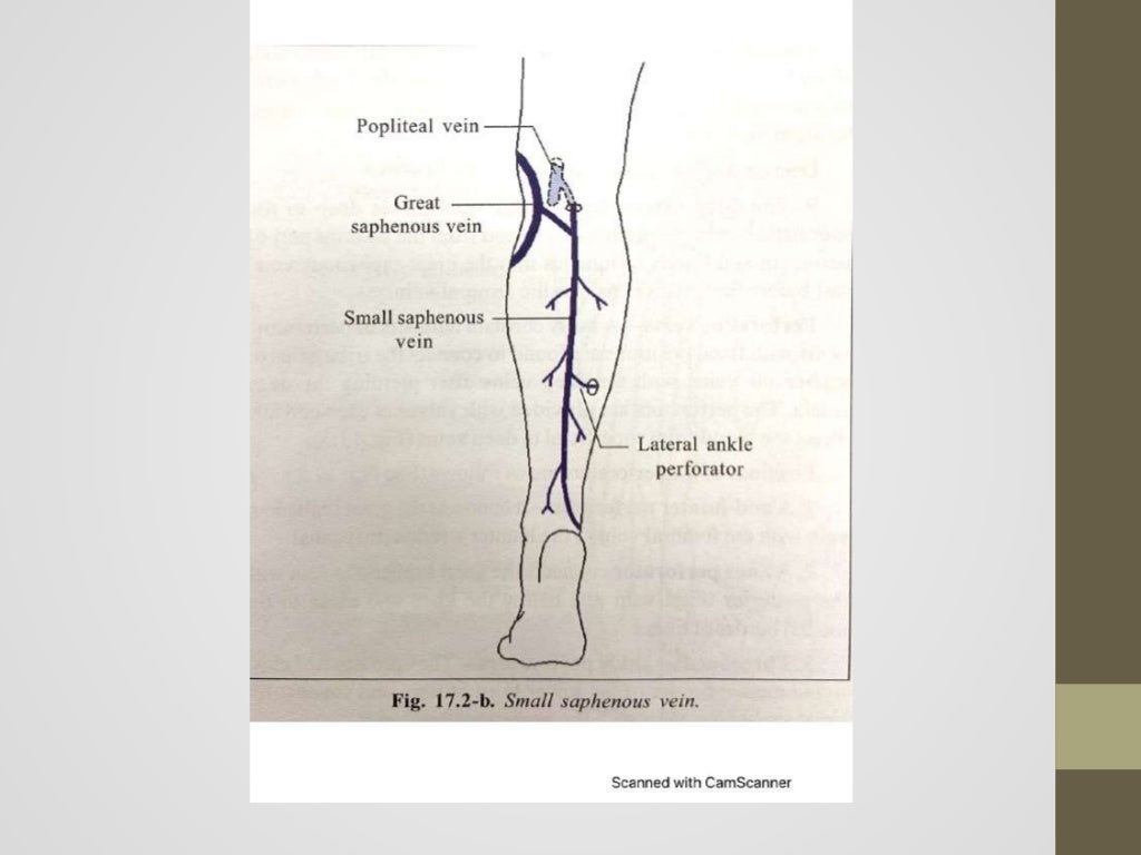 Lower limb and femoral triangle.pptx