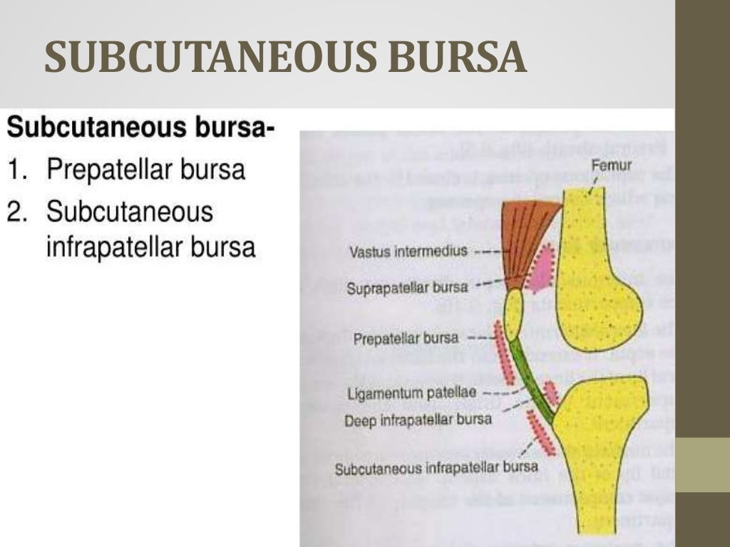 Lower limb and femoral triangle.pptx