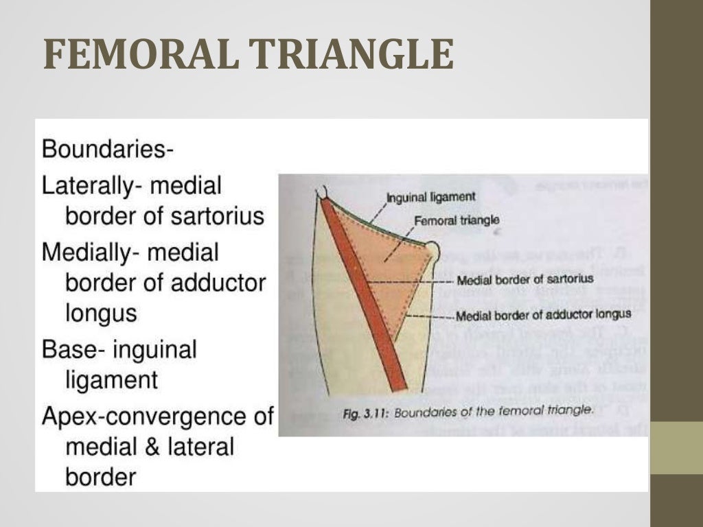 Lower limb and femoral triangle.pptx