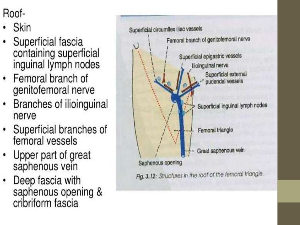 Lower limb and femoral triangle.pptx