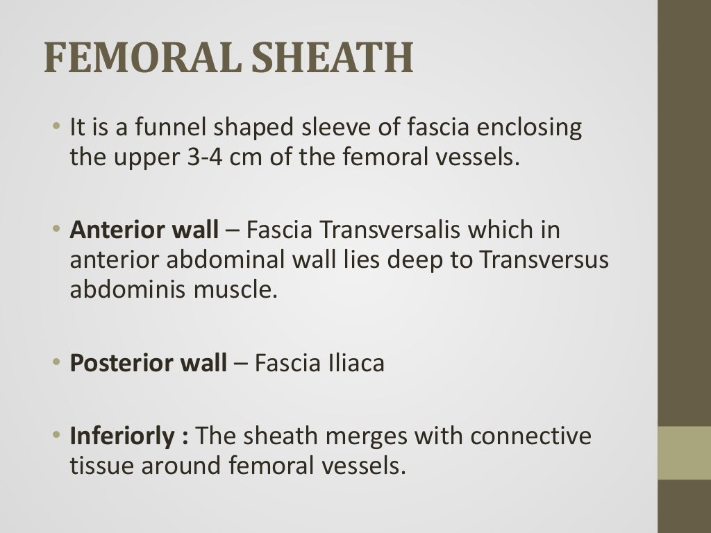 Lower limb and femoral triangle.pptx