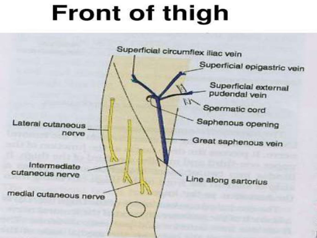 Lower limb and femoral triangle.pptx