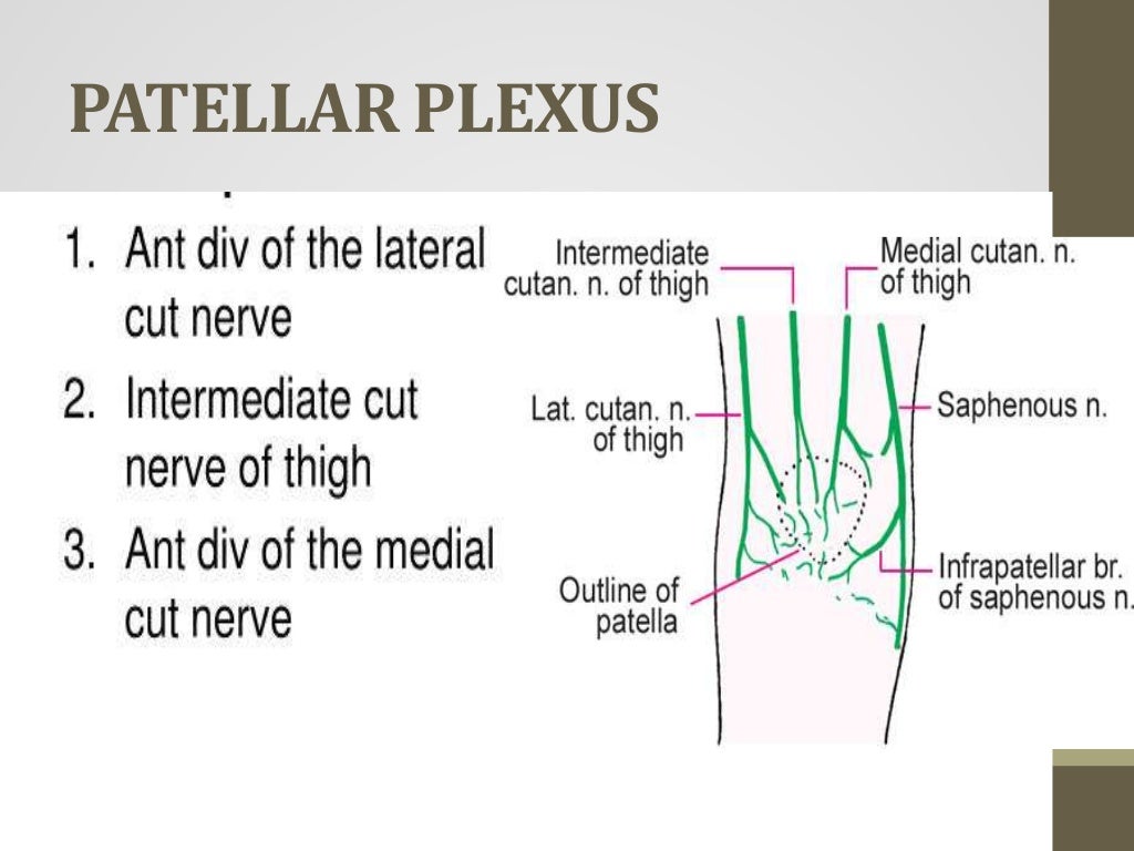 Lower limb and femoral triangle.pptx