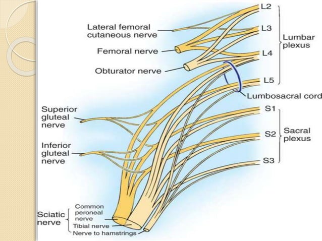 Lower limb blocks | PPTX | Death, Injury, or Military Conflict ...