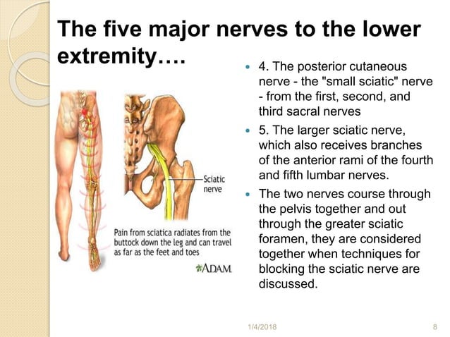 Lower limb blocks | PPTX | Death, Injury, or Military Conflict ...