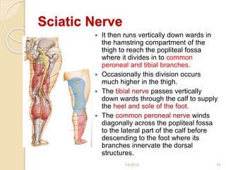 Sciatic Nerve Block Distribution