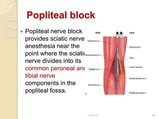 Popliteal Nerve Block Distribution