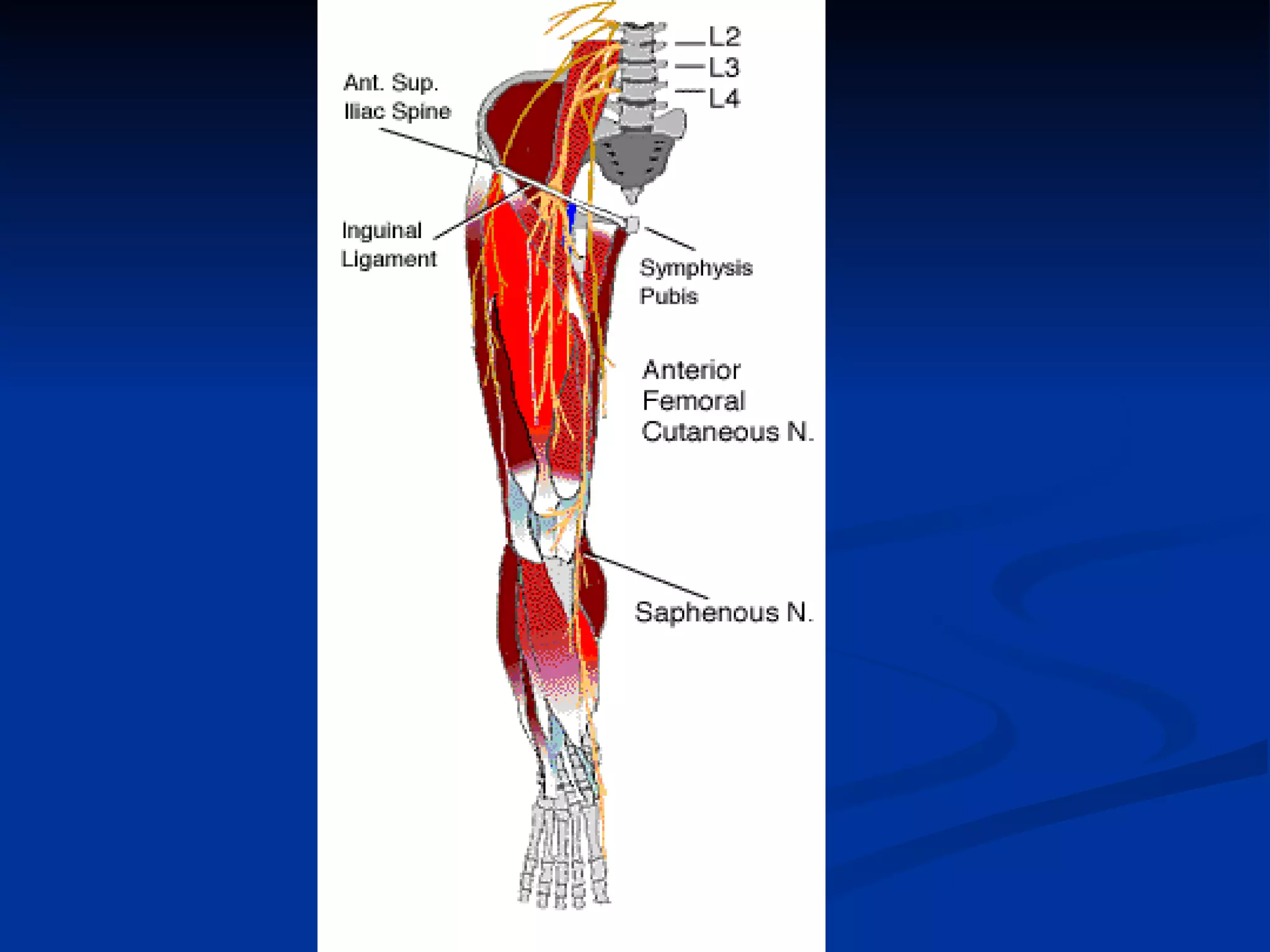 Lower limb blocks | PPT