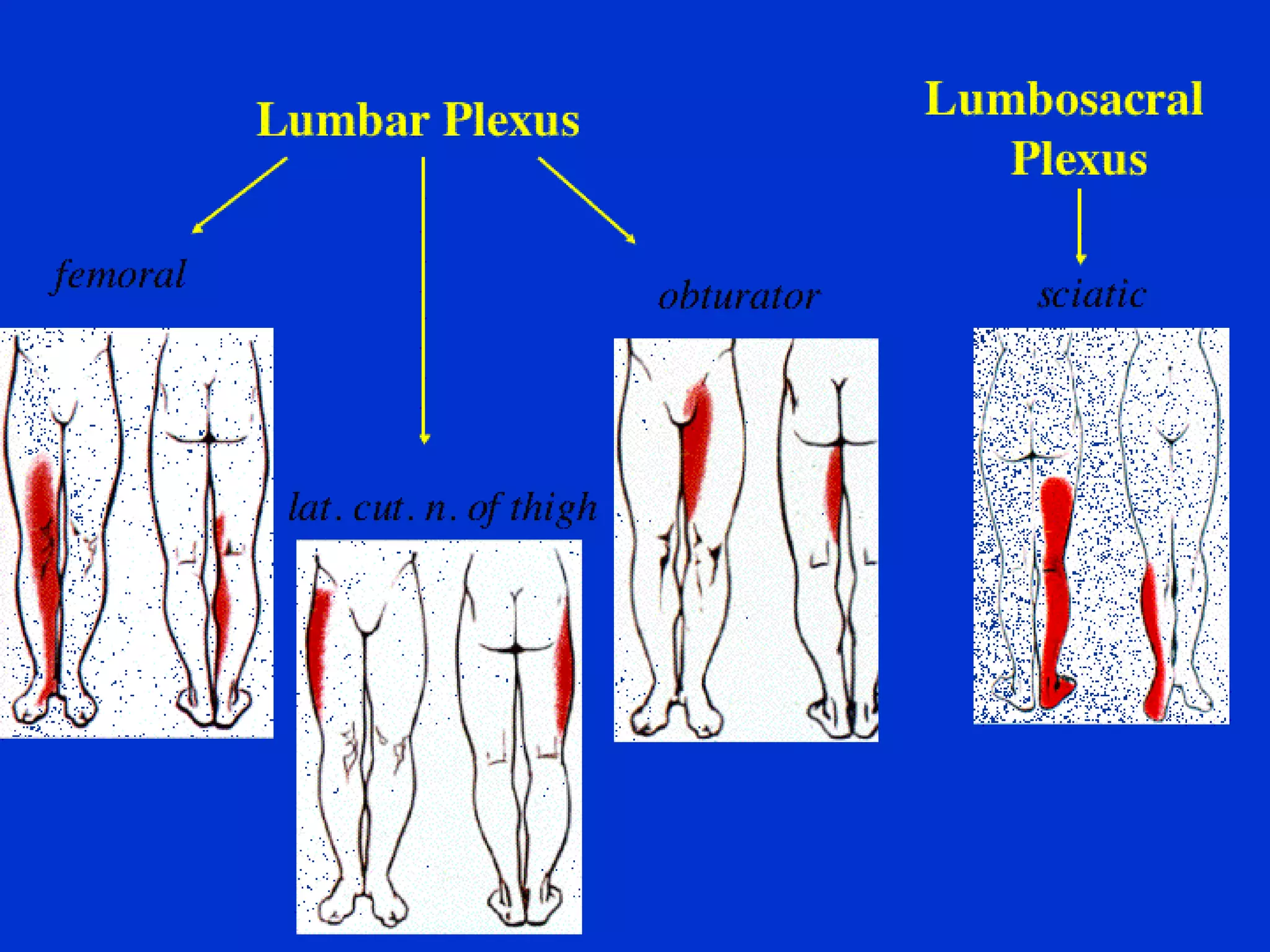 Lower limb blocks | PPT