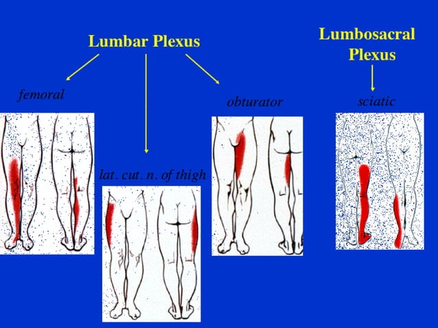 Lower limb blocks | PPT