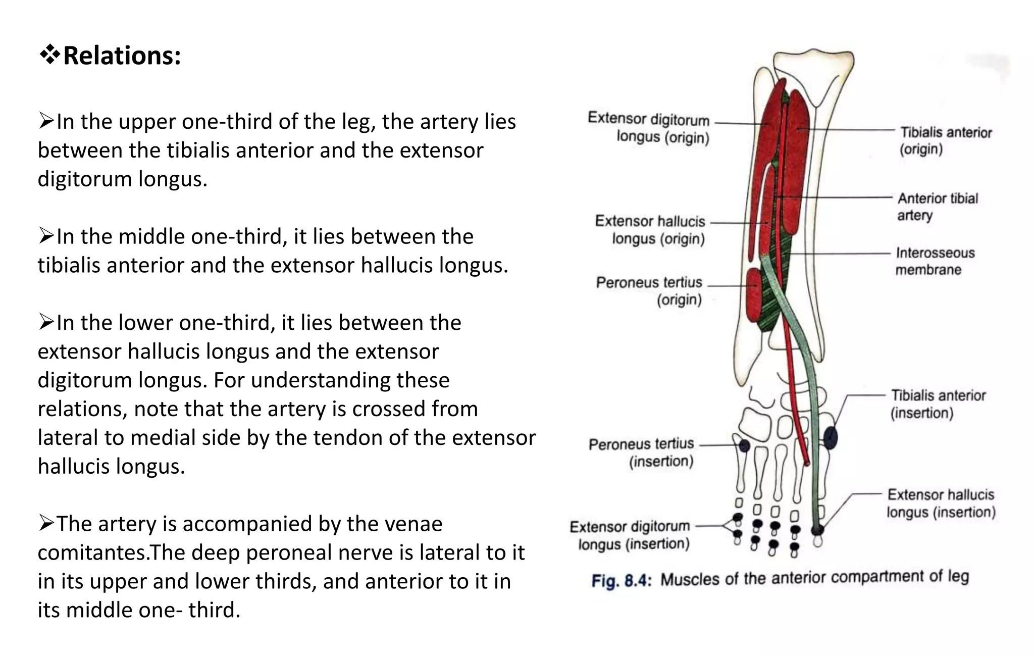 lower limb blood and nerve supply..pptx