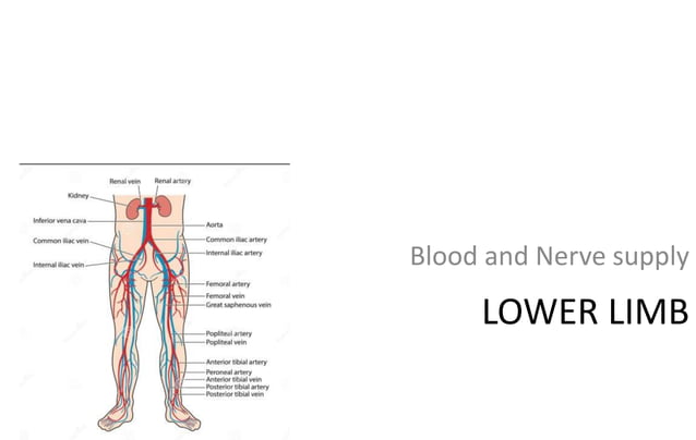 lower limb blood and nerve supply..pptx | Death, Injury, or Military ...