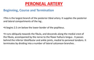 lower limb blood and nerve supply..pptx