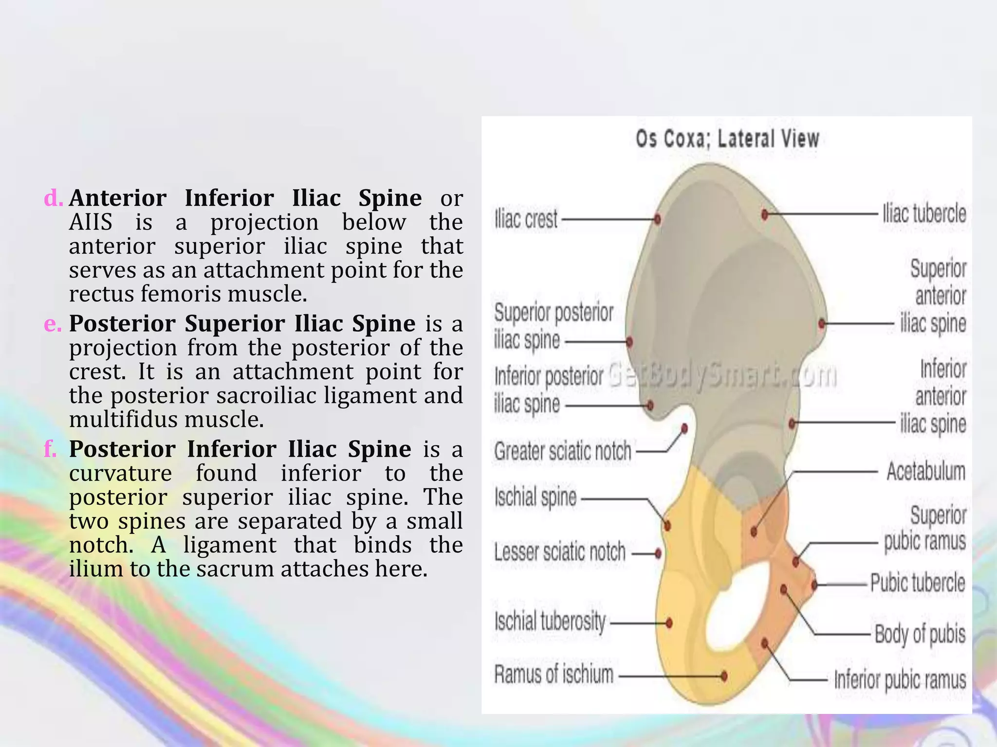 Lower limb bones | PPSX