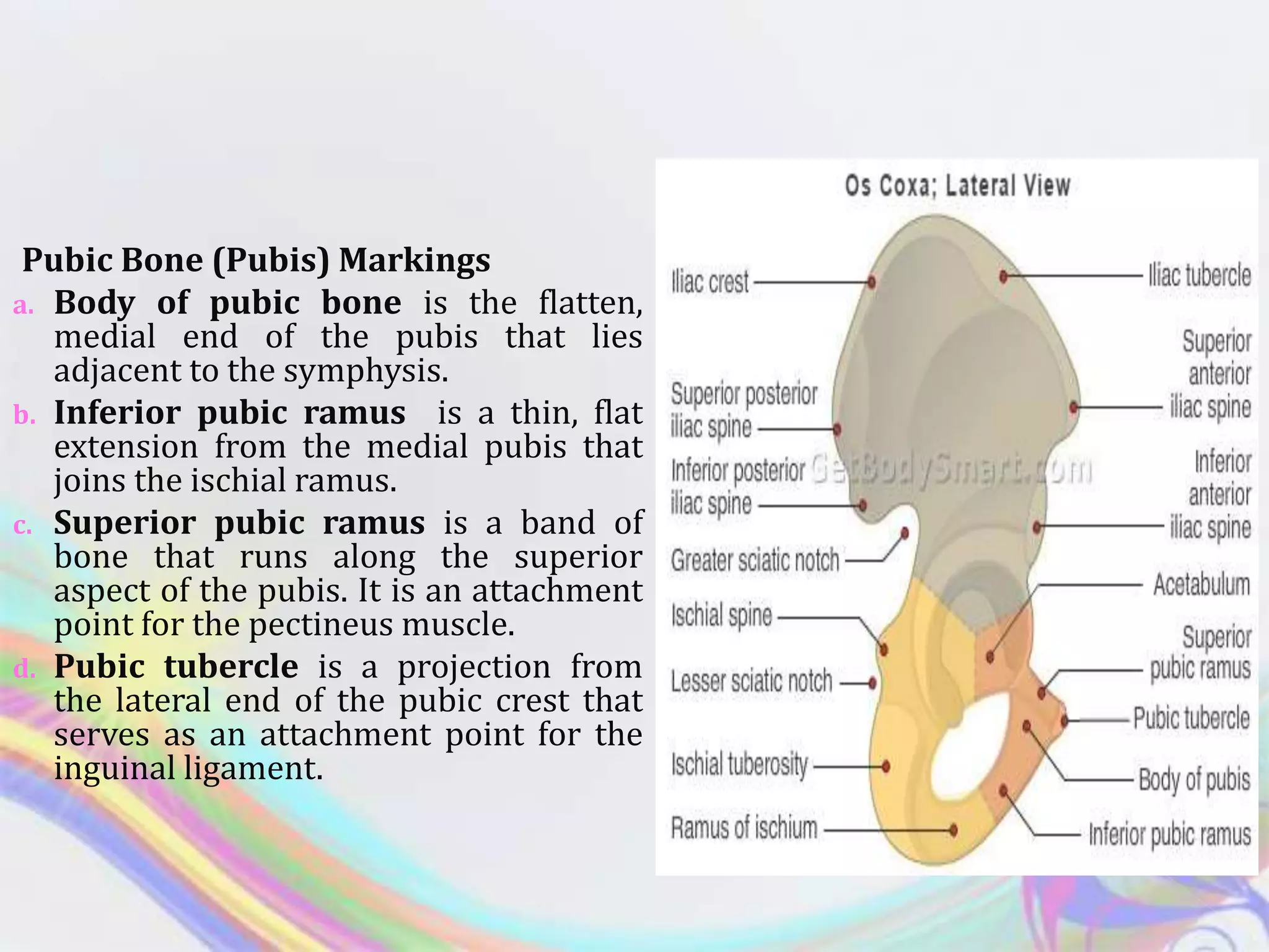 Lower limb bones | PPSX | Death, Injury, or Military Conflict ...