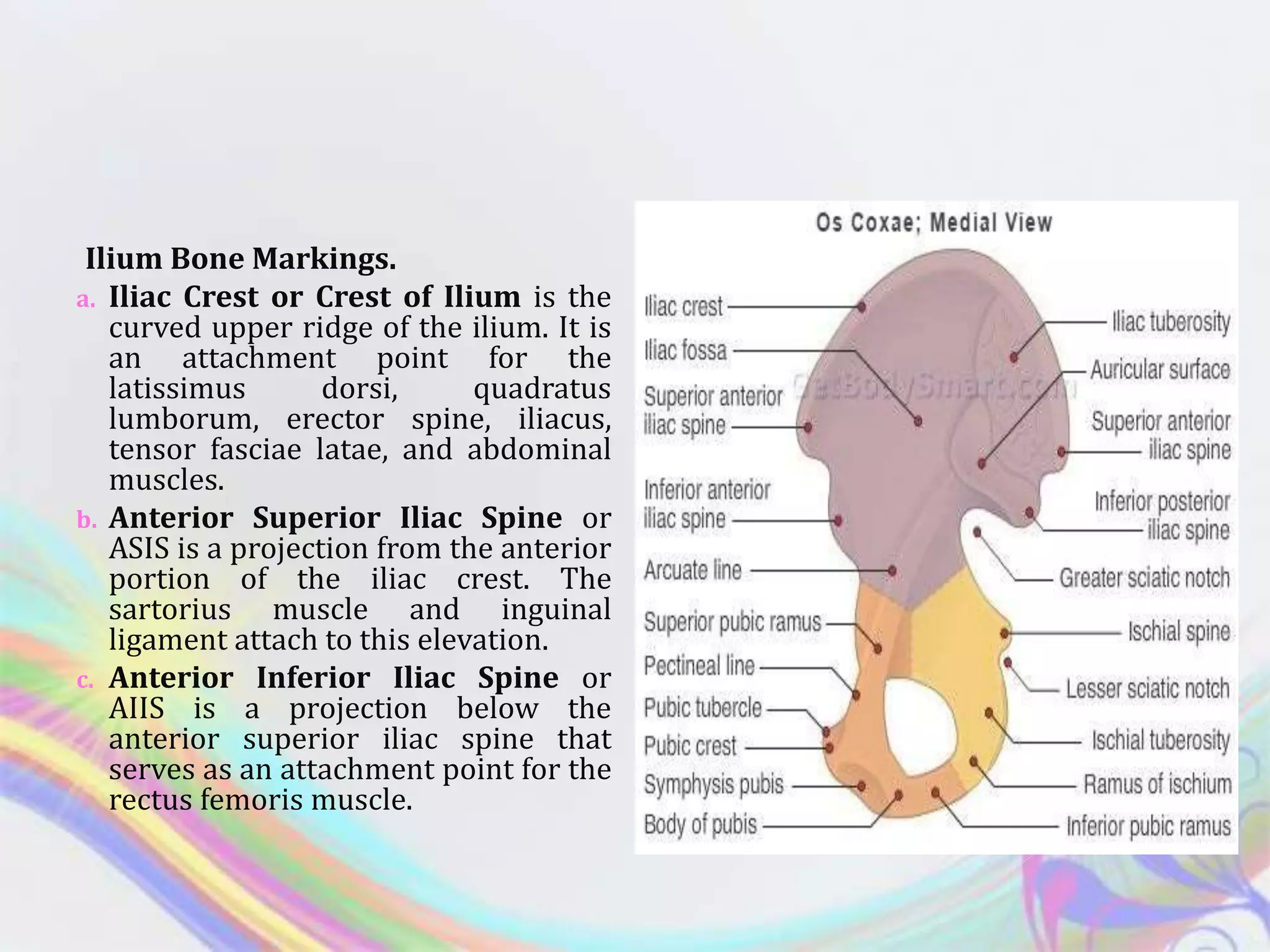 Lower limb bones | PPSX