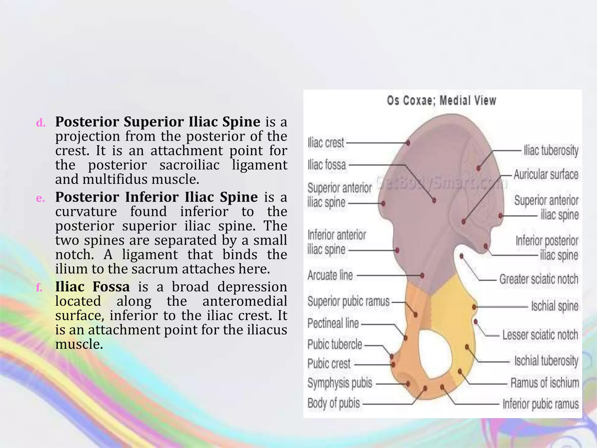 Lower limb bones | PPSX