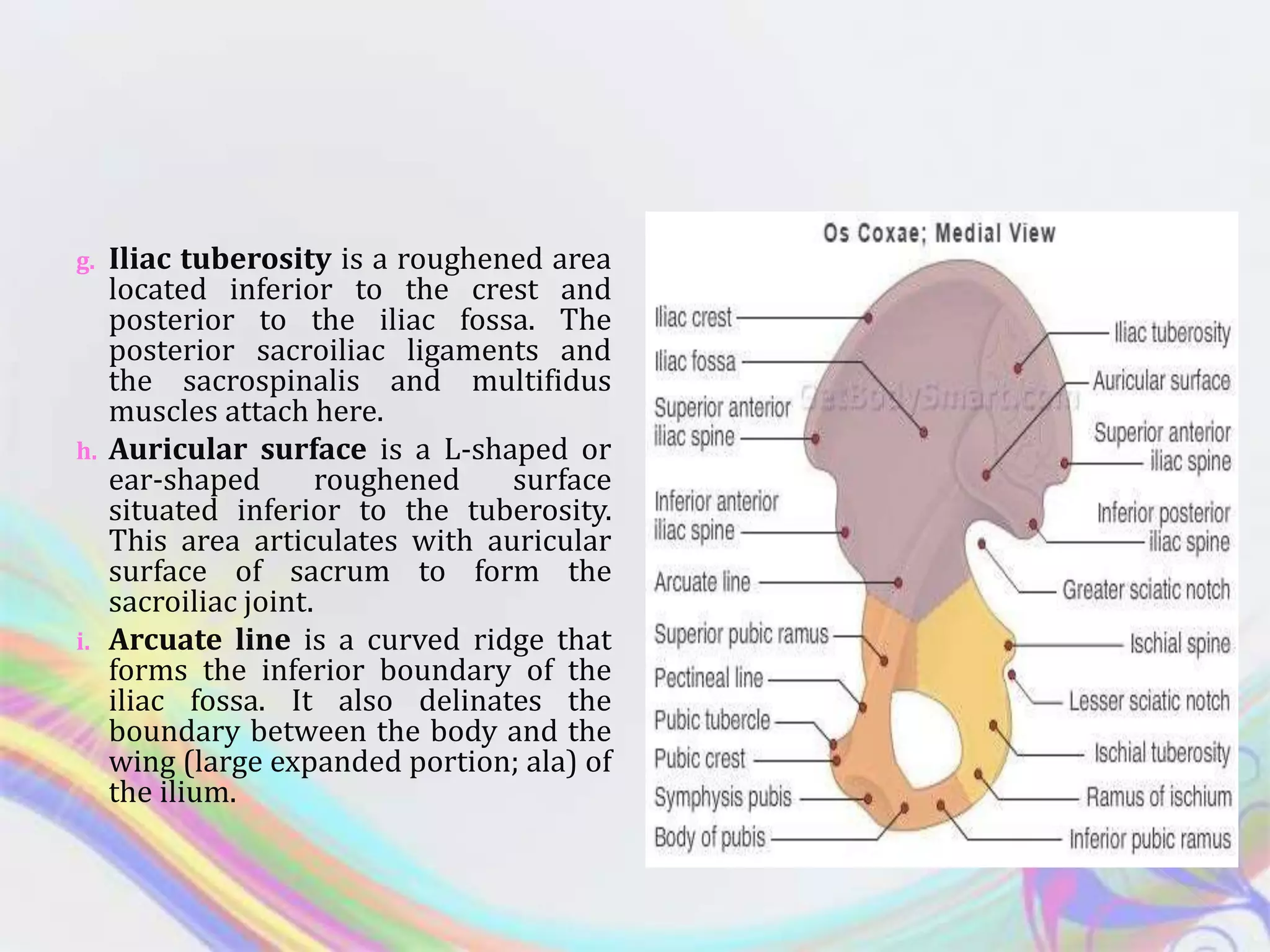 Lower limb bones | PPSX